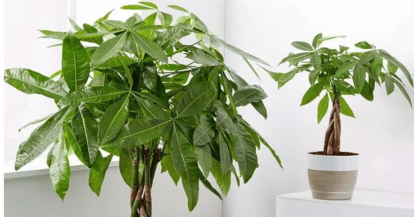 How to Care for a Money Tree, the Luckiest Indoor Plant - Patch Plants