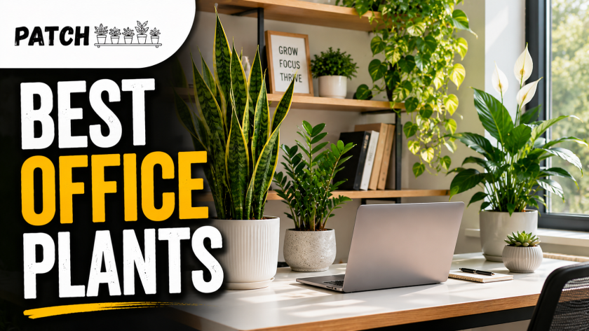 35 Best Office Plants for Your Desk, Cubicle and Workspace