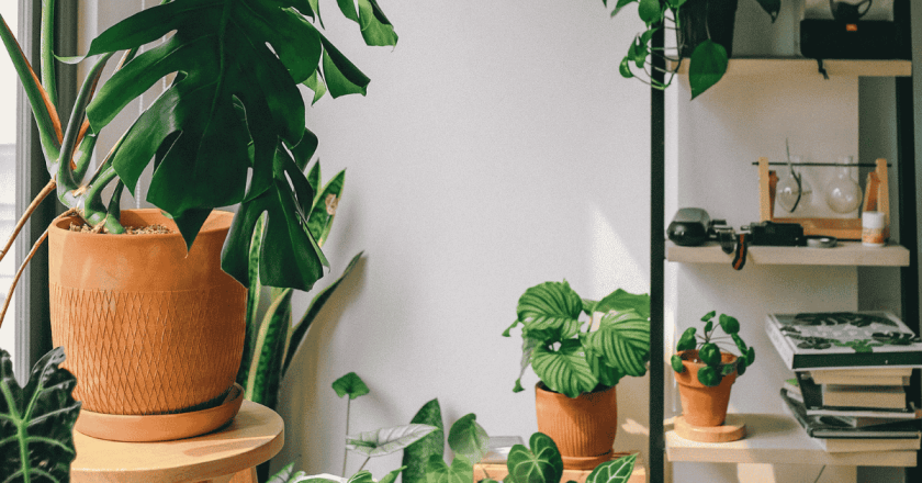 How to Revive a Dying Plant: A Step-by-Step Rescue Plan - Patch Plants