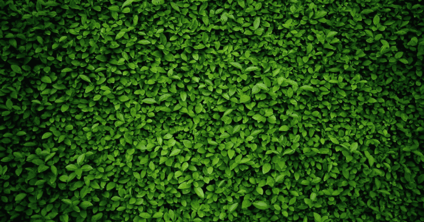 How to Clean Plant Leaves (Without Damaging Them) - Patch Plants